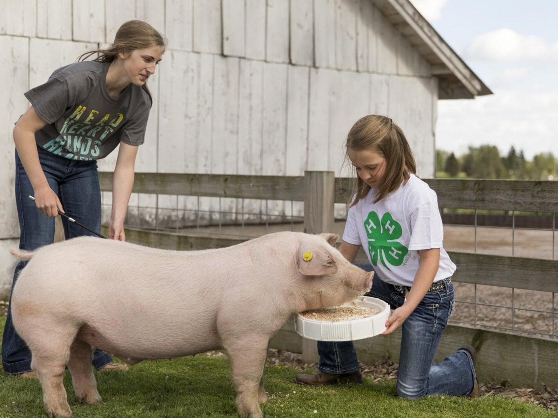 Livestock Program | Nebraska 4-H | Nebraska