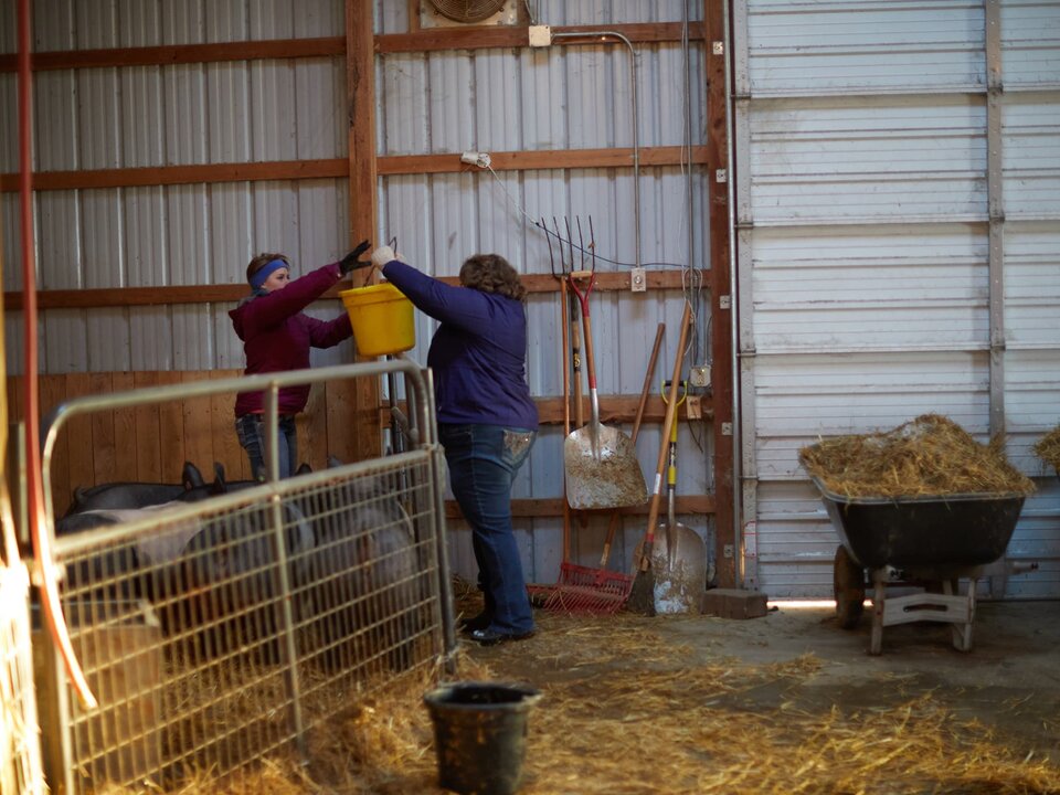 Livestock Program | Nebraska 4-H | Nebraska